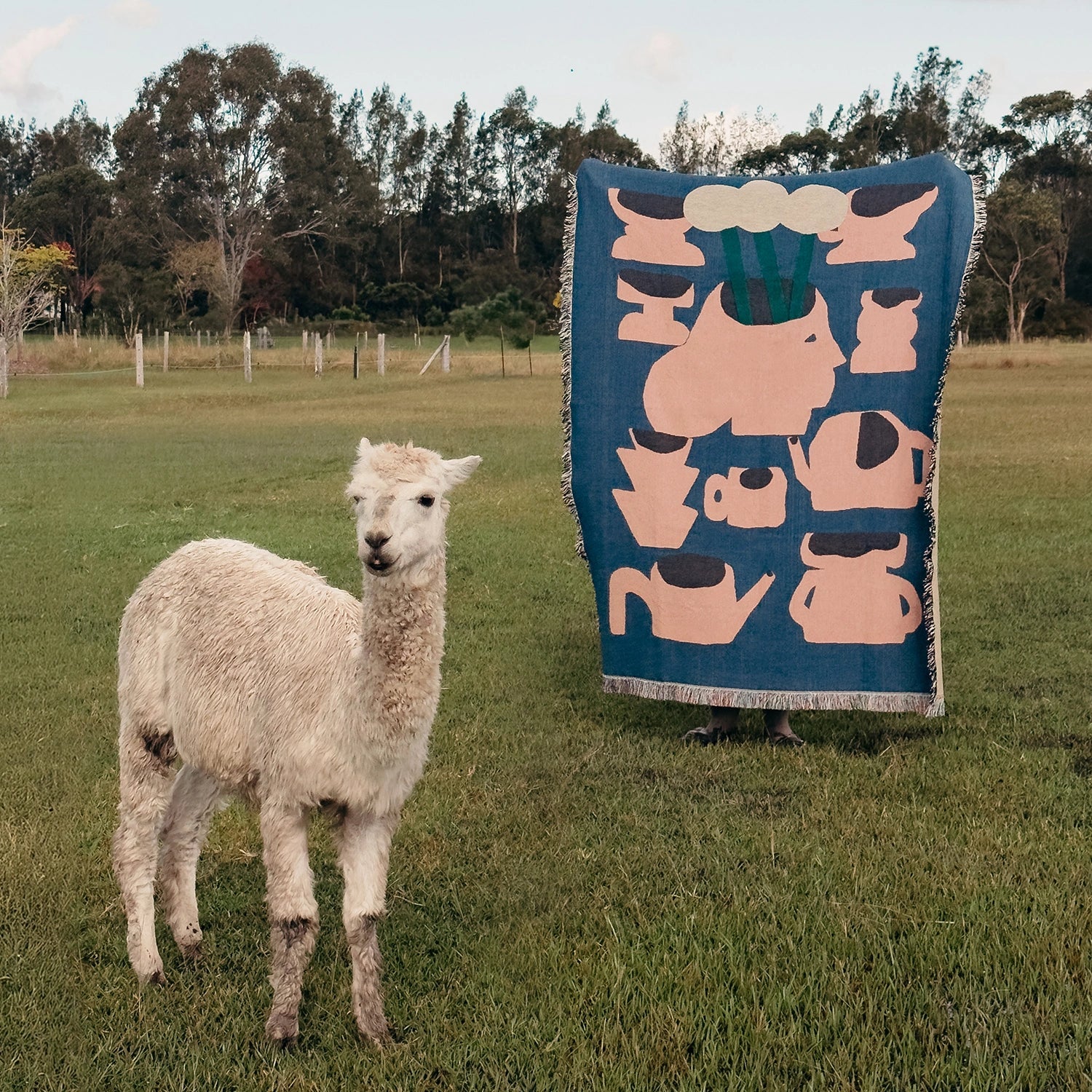 Cotton vs Wool Blankets: Why Cotton is the Ultimate Choice for Your Pe – Slowdown Studio